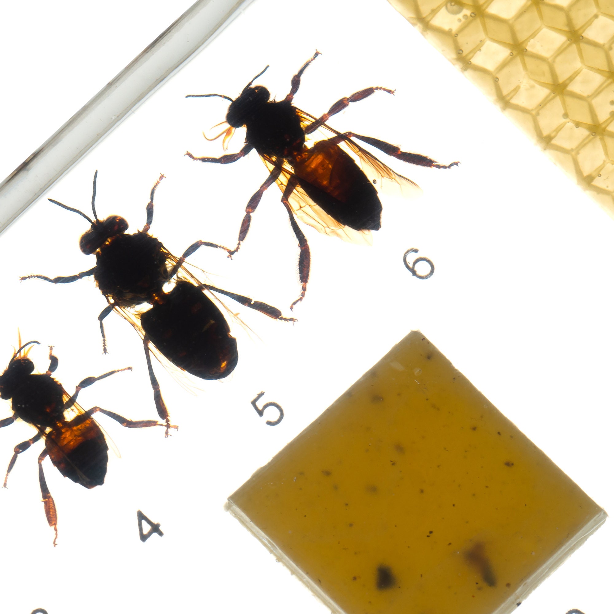 Honeybee Lifecycle Resin Specimen Life Development Clear Fossil Amber ...
