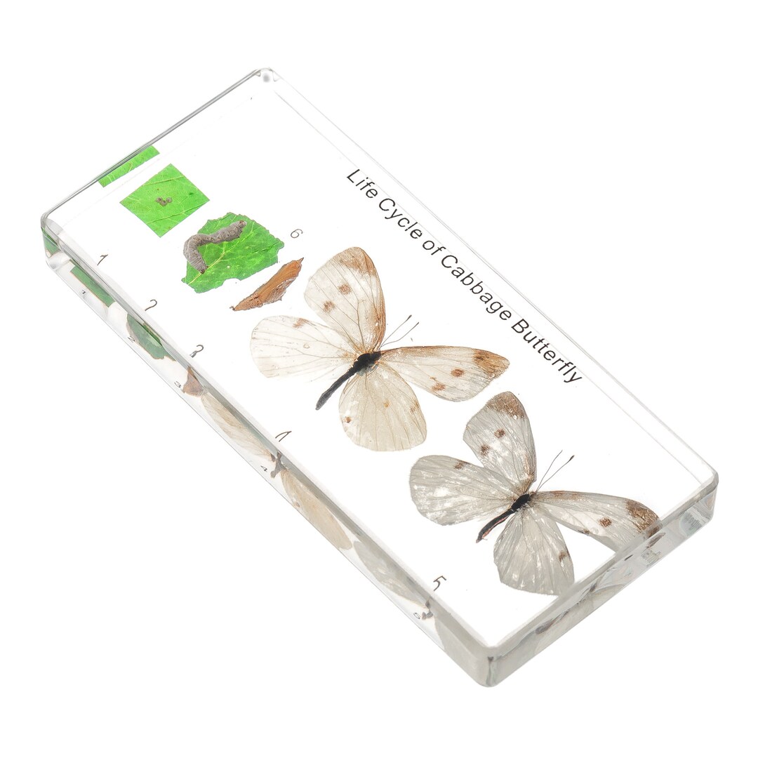 Cabbage Butterfly Lifecycle Resin Specimen Life Development Clear ...