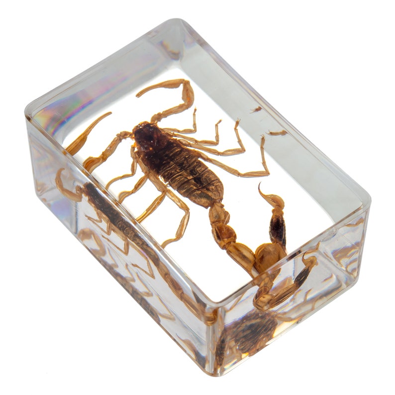 Amber Scorpion Resin Specimen Real Insect Embed Transparent Clear ...