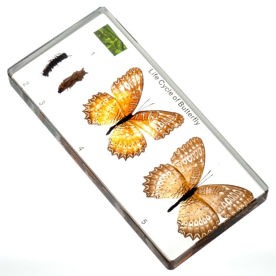 Butterfly Amber Fossils