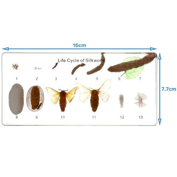 Silkworm Life Cycle Clipart Biology Life Science