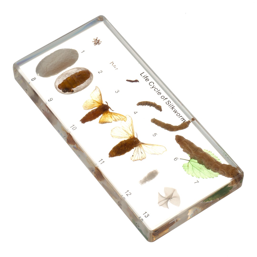 Silkworm Lifecycle Resin Specimen Life Development Clear Fossil Amber ...