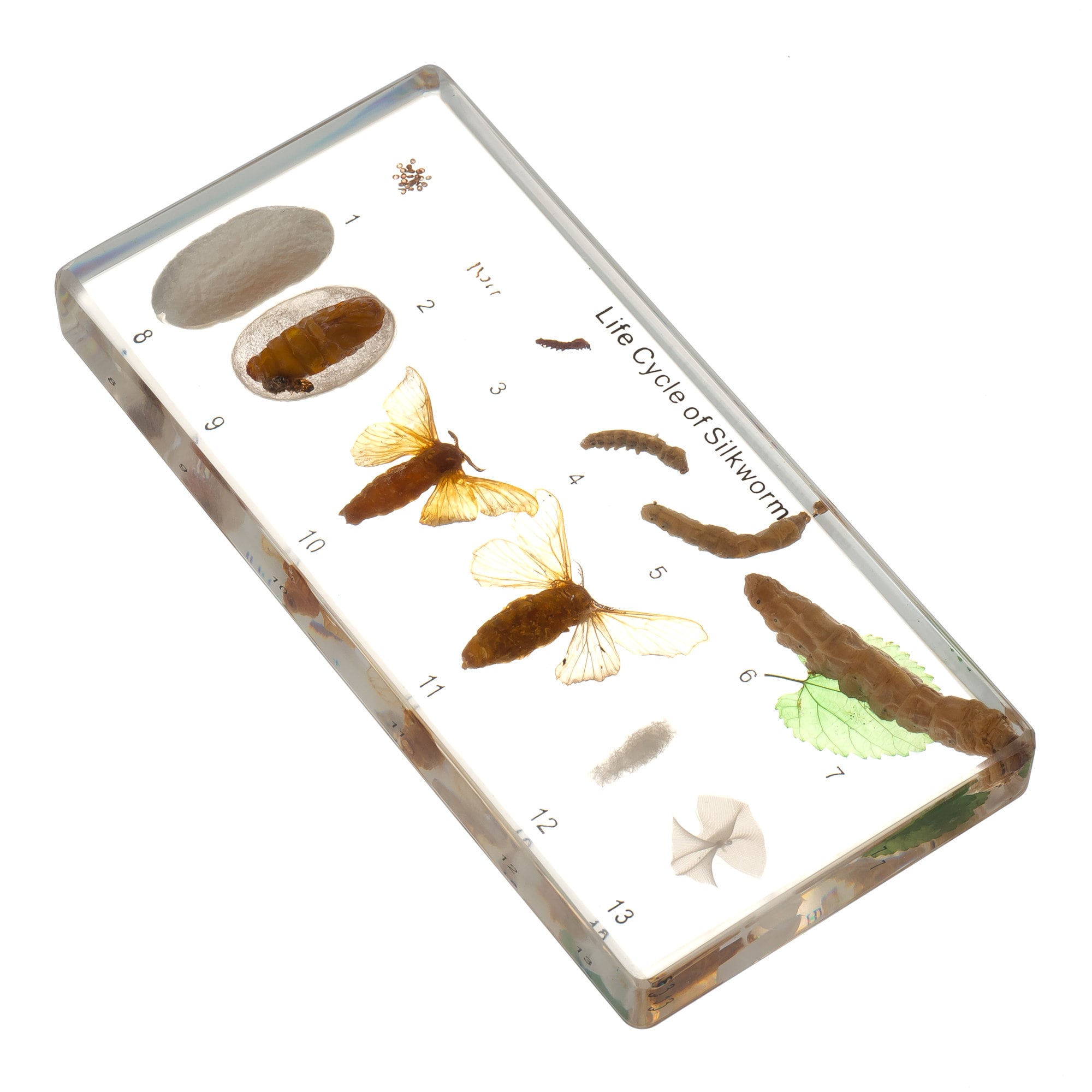 Ciclo de vida del gusano de seda Espécimen de resina Desarrollo de vida ...