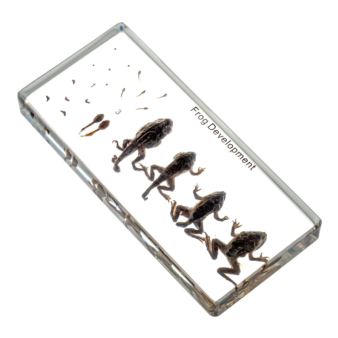 Frog Lifecycle Resin Specimen Life Development Clear Fossil Amber ...