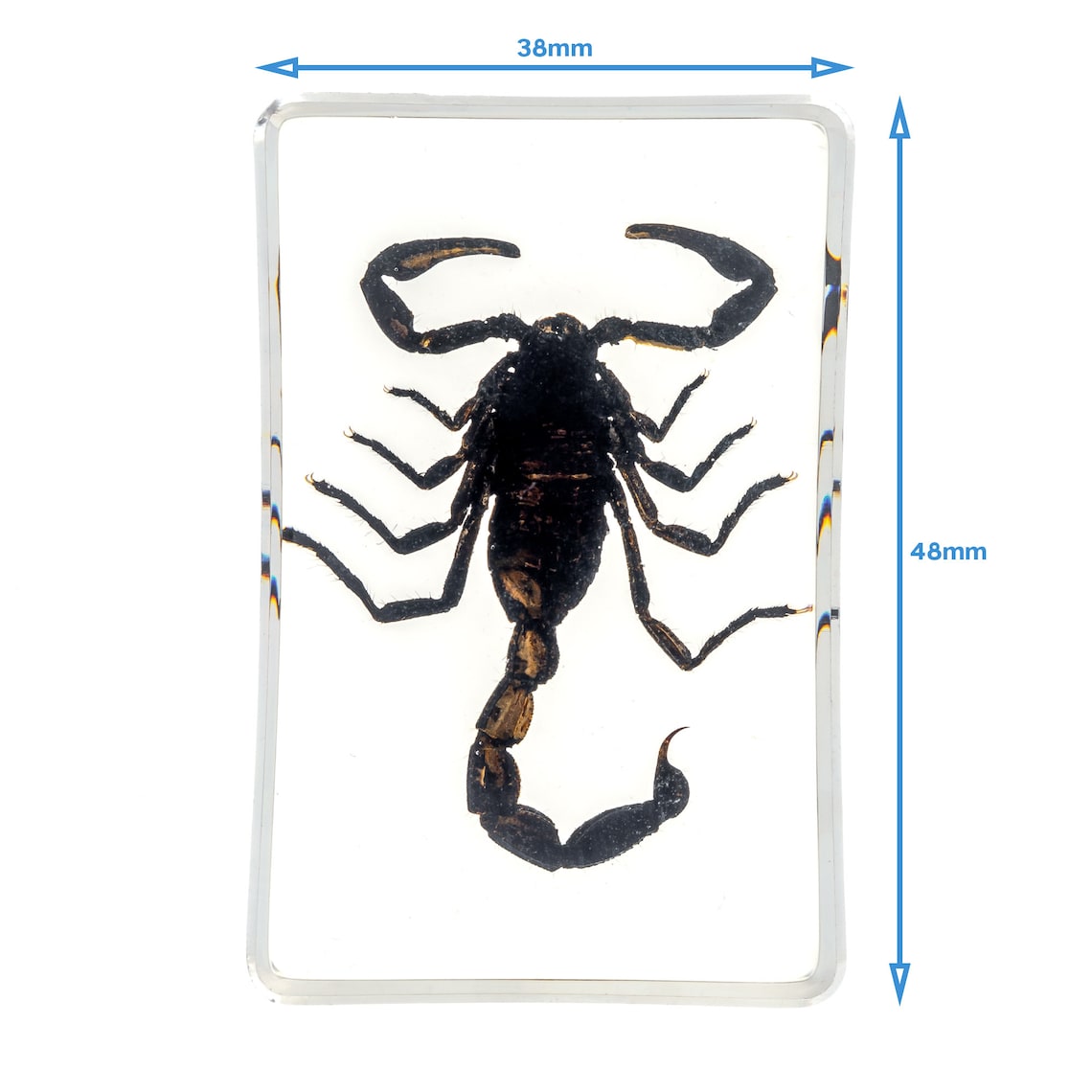 Black Scorpion Resin Specimen Block Real Insect Embed Transparent Clear ...