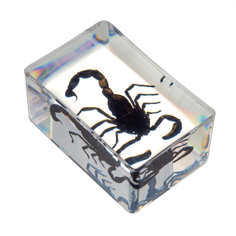 Black Scorpion Resin Specimen Block Real Insect Embed Transparent Clear ...