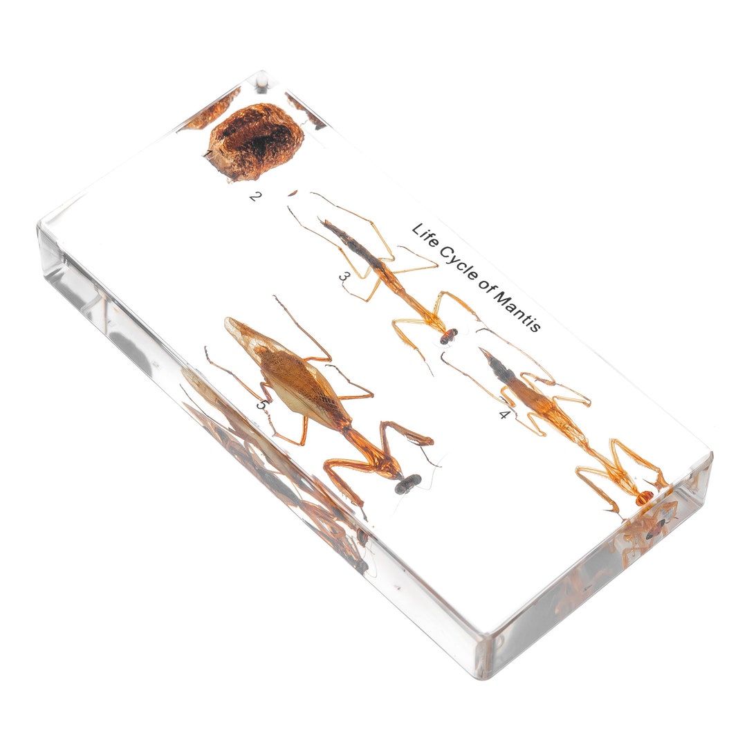Mantis Lifecycle Resin Specimen Life Development Clear Fossil Amber ...