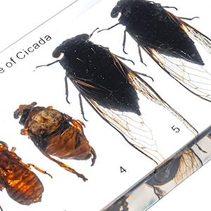 Cicada Lifecycle Resin Specimen Life Development Clear Fossil Amber ...