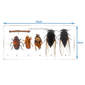 Cicada Lifecycle Resin Specimen Life Development Clear Fossil Amber ...
