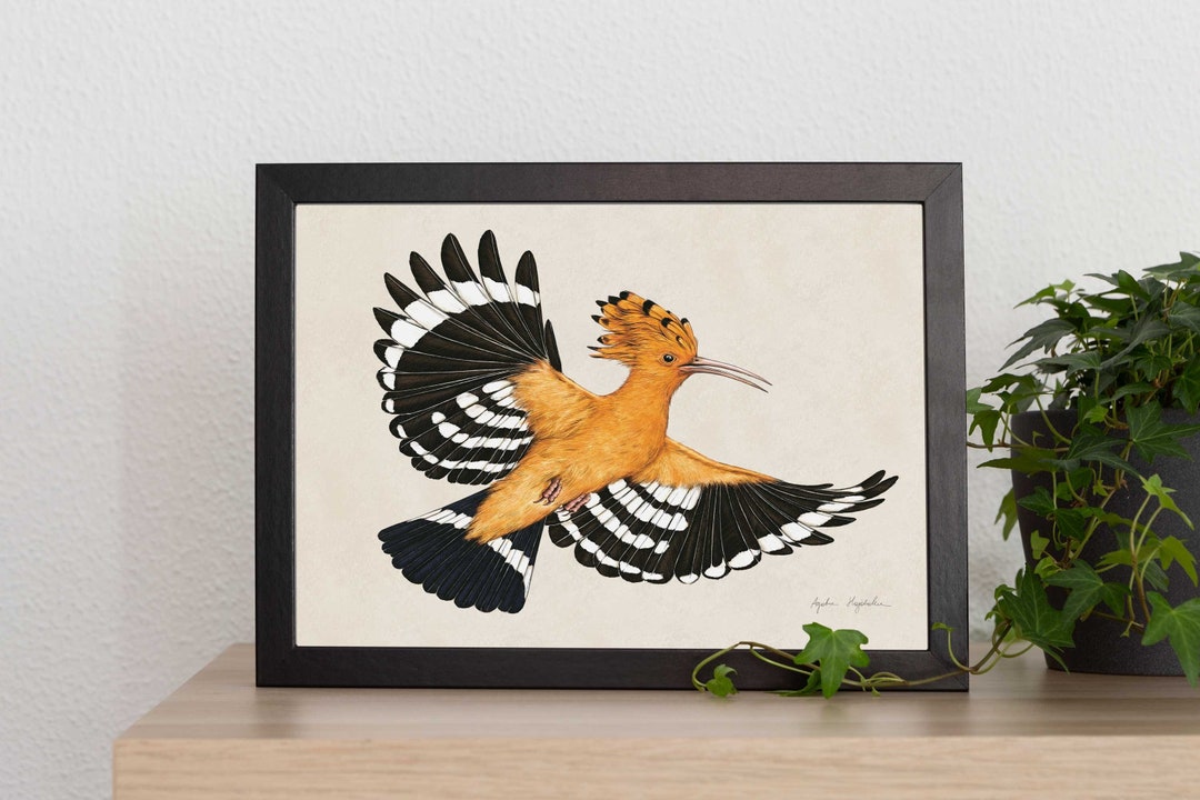 Hoopoe in Flight Poster Polish Birds plakat Dudek W Locie Polskie Ptaki ...
