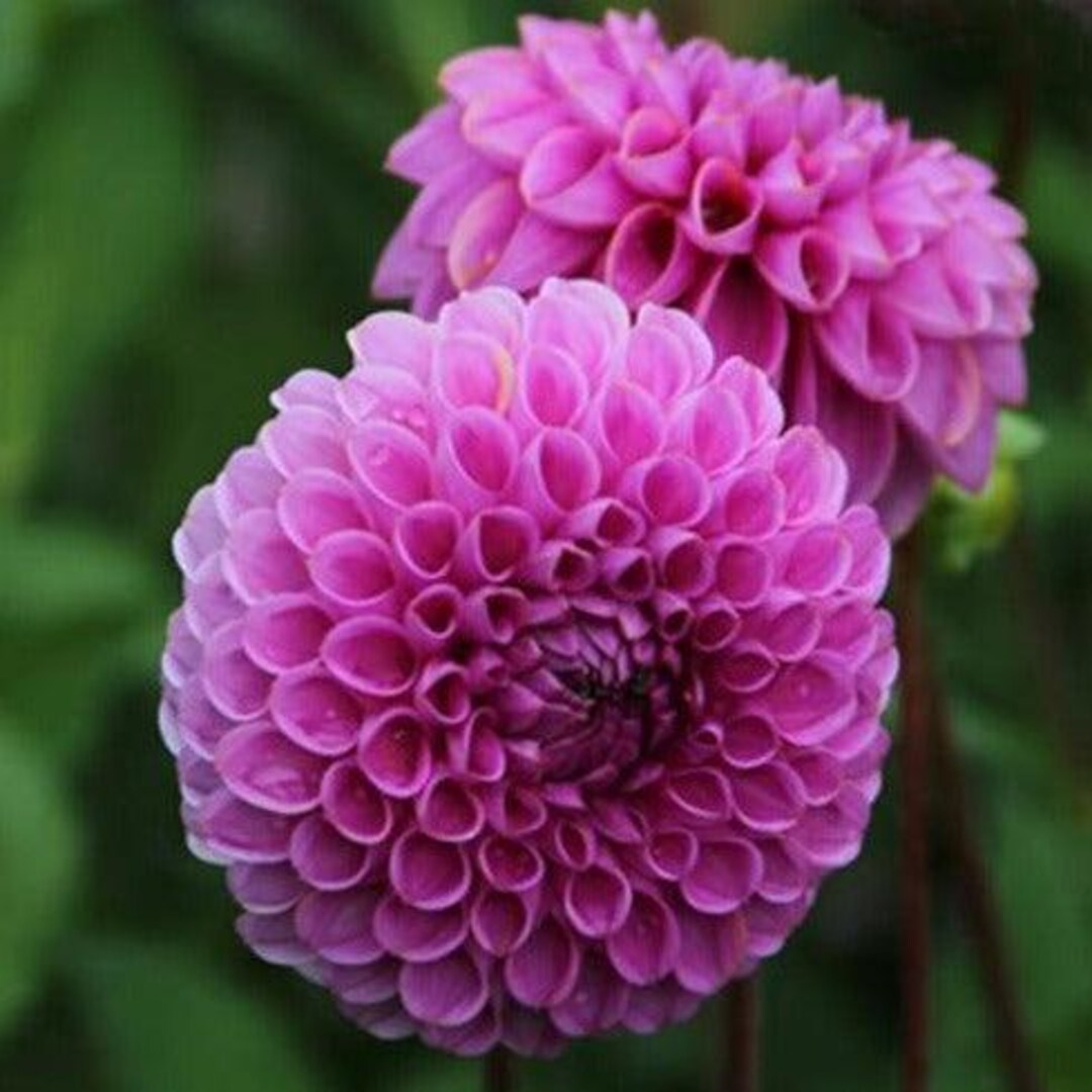 Dahlia 'isabel' - Ball (1 Tuber) - Etsy