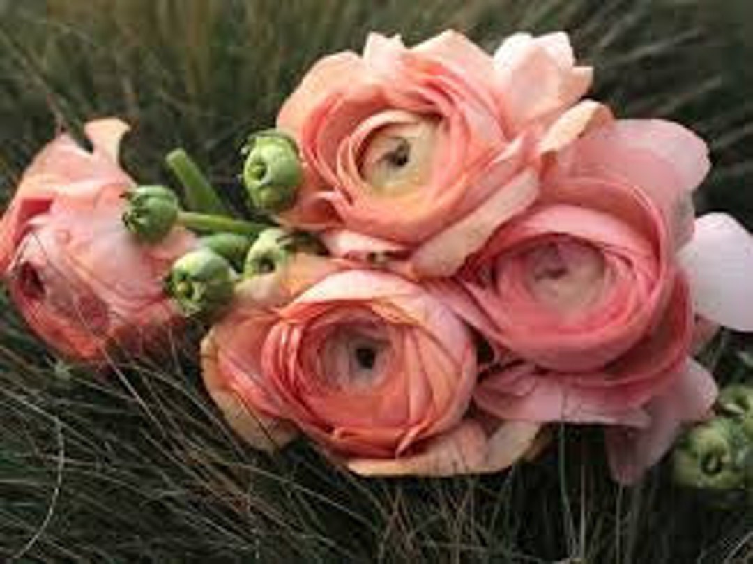 Ranunculus Success Grand Pastel - Etsy