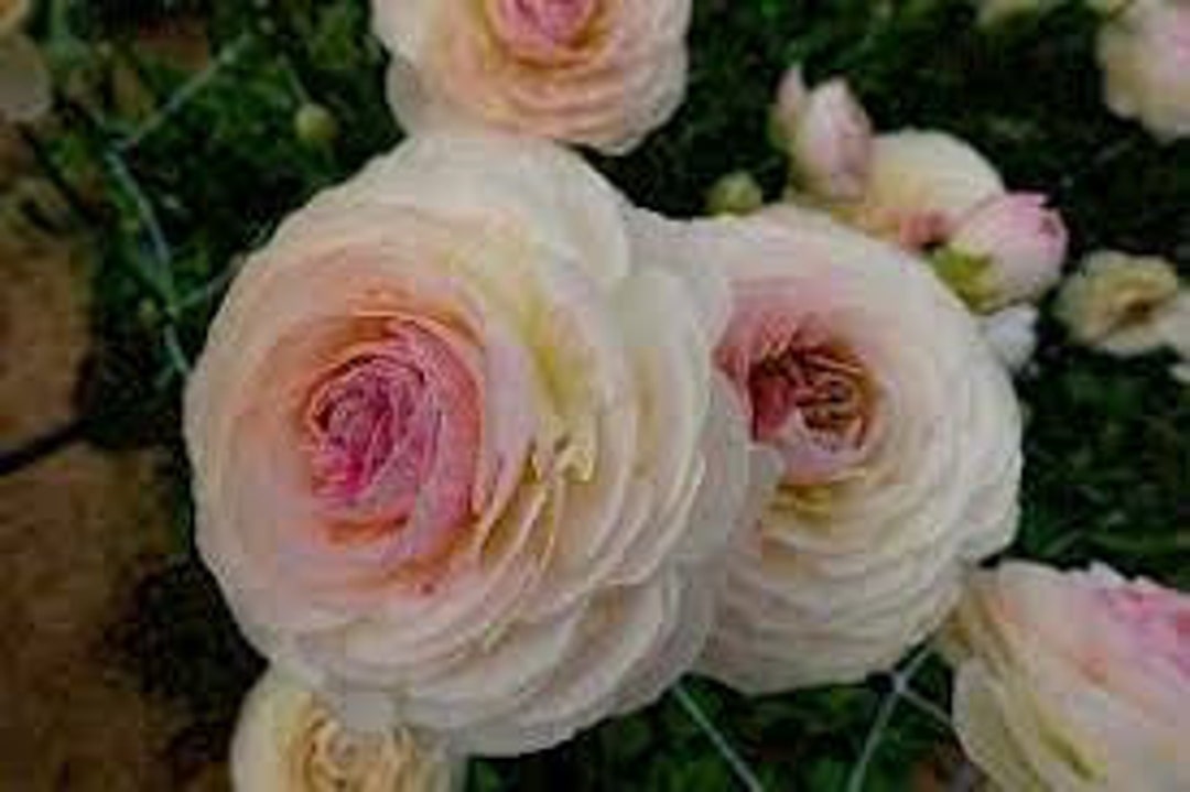 Ranunculus Romance Maritime - Etsy