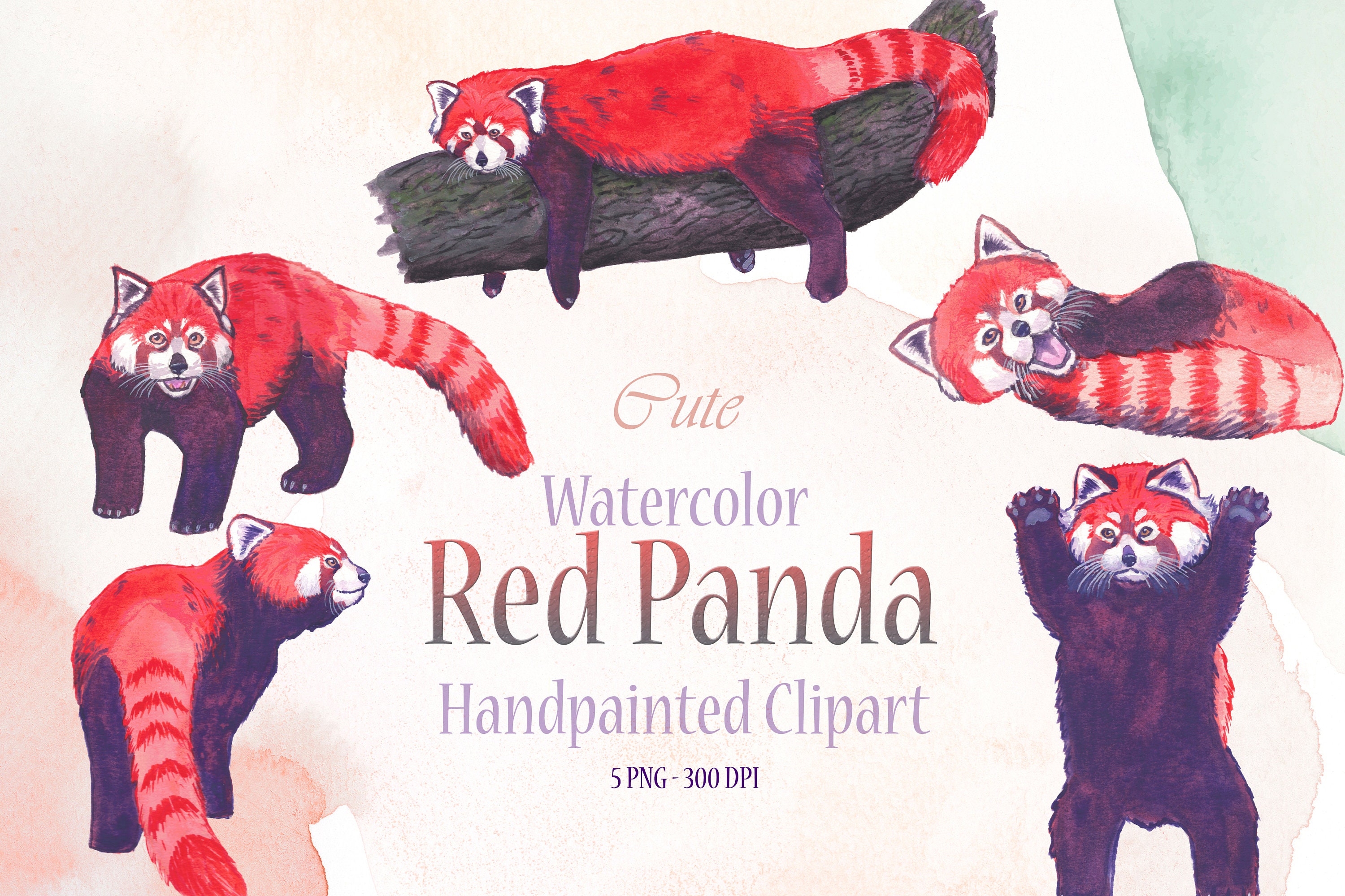 Cute Watercolor Red Pandas Clipart Png Download Printable - Etsy