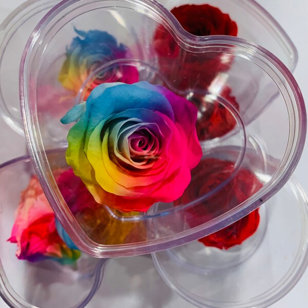 Rainbow Roses - Etsy