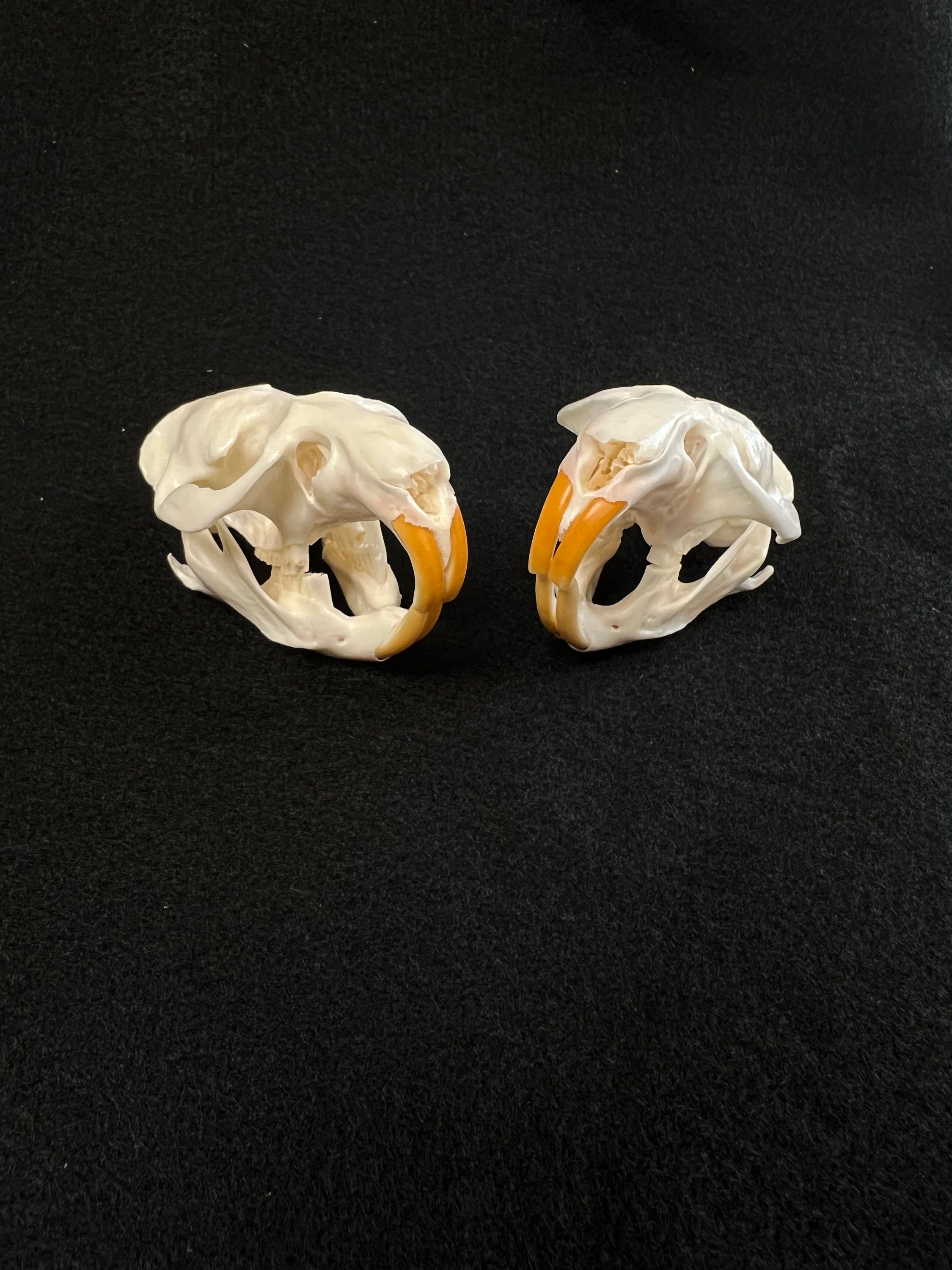 Small Mammal Skulls - Etsy