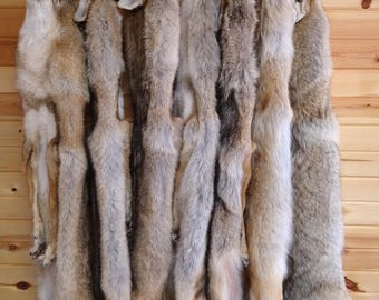 ND Coyote With Feet Fur Pelt Craft Art Taxidermy Powwow - Etsy