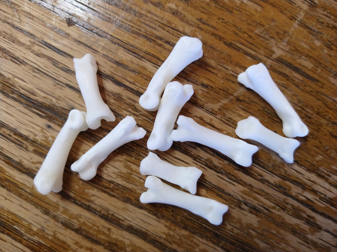Bobcat and Coyote Toe Bones - Etsy