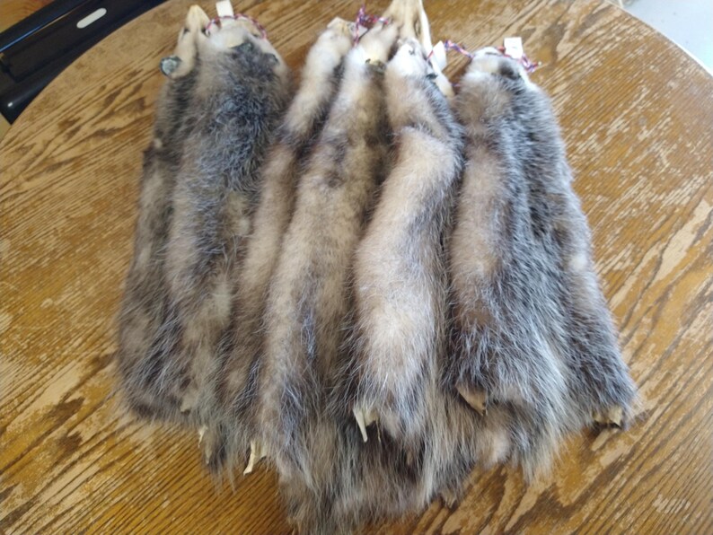 Opossum Fur Pelt, Craft or Wall Decor - Etsy