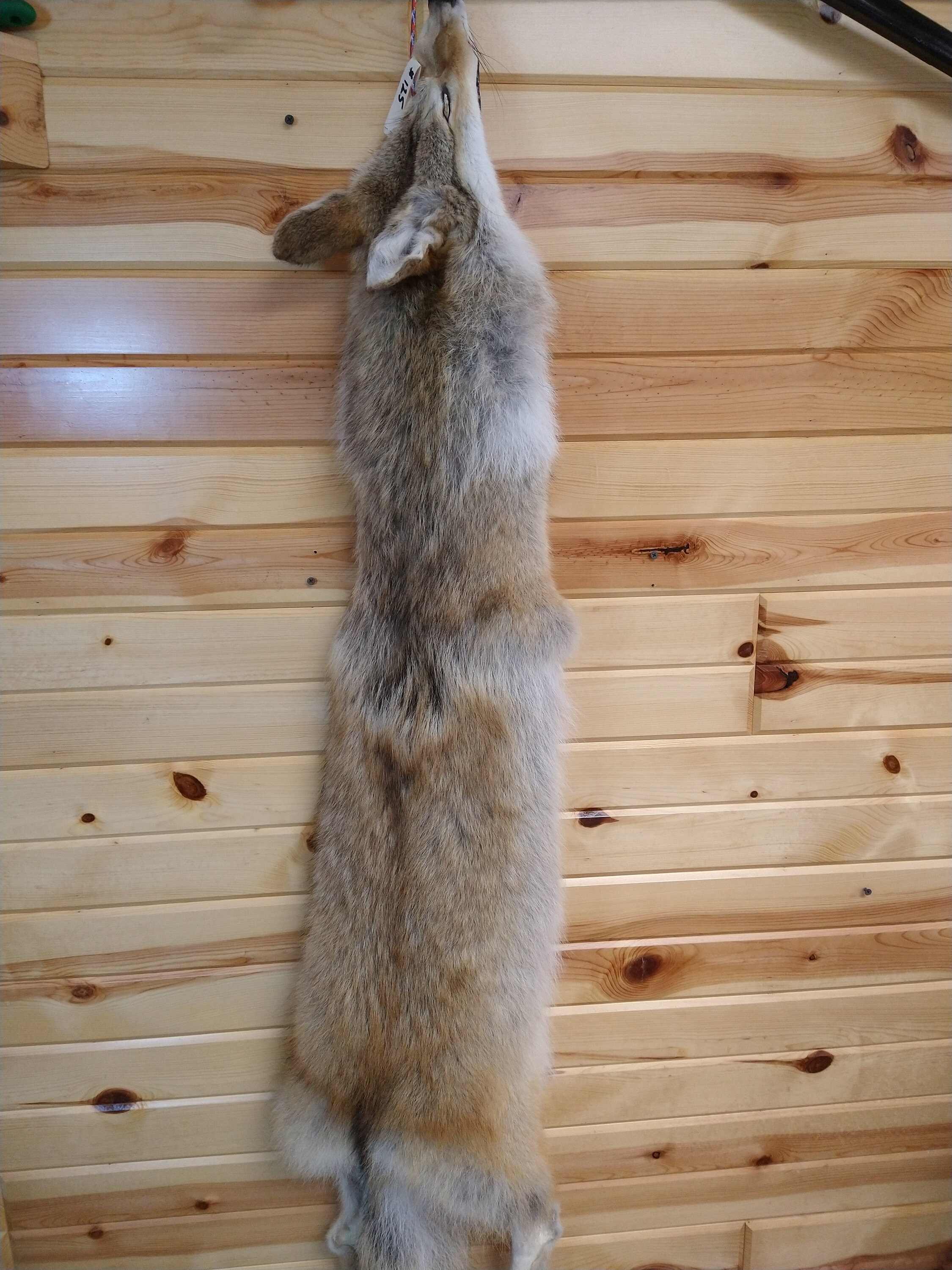 Coyote Pelts - Etsy