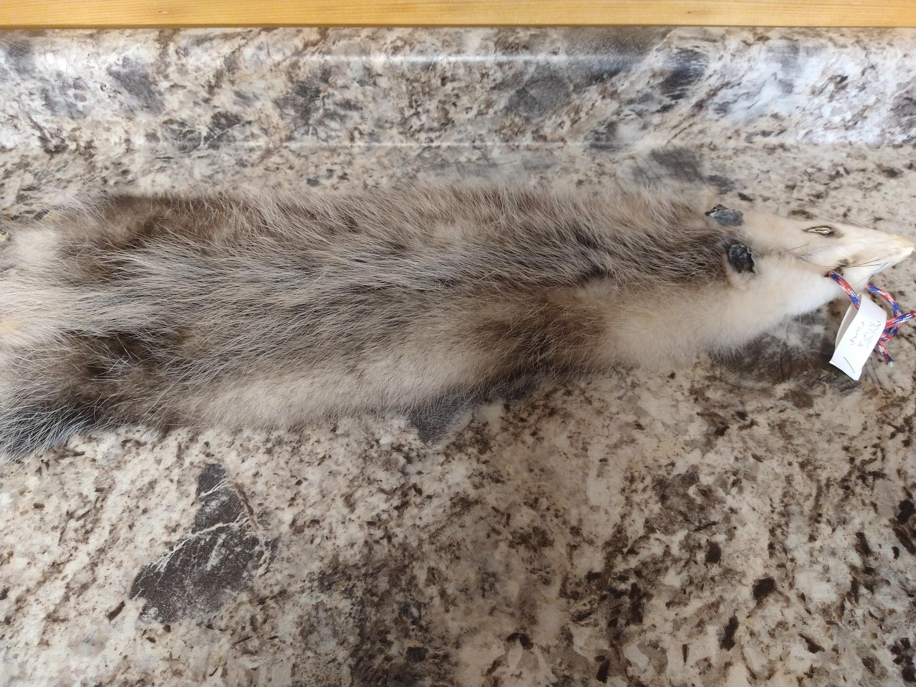 Opossum Fur Pelt, Craft or Wall Decor - Etsy