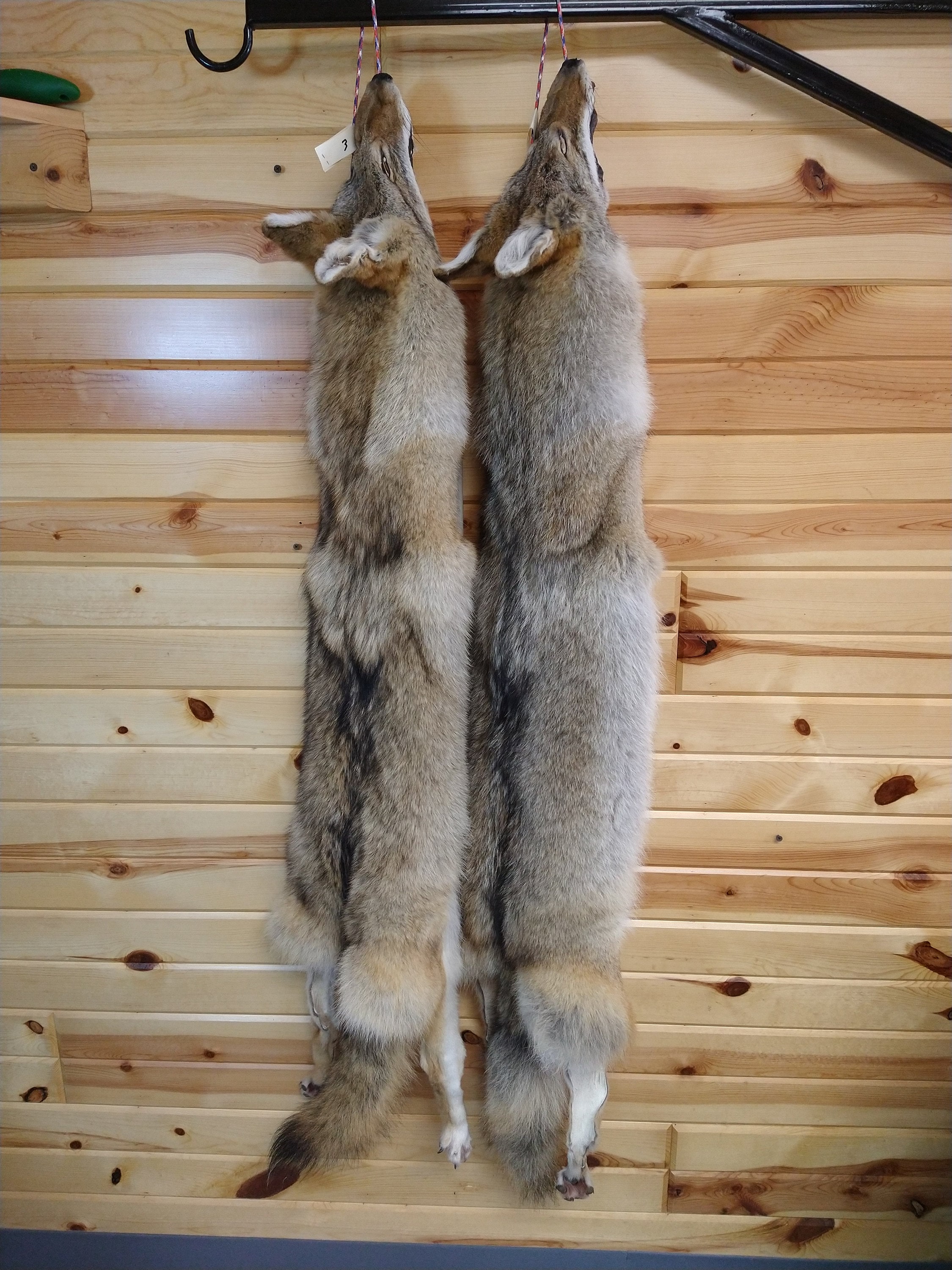 Coyote Pelts - Etsy