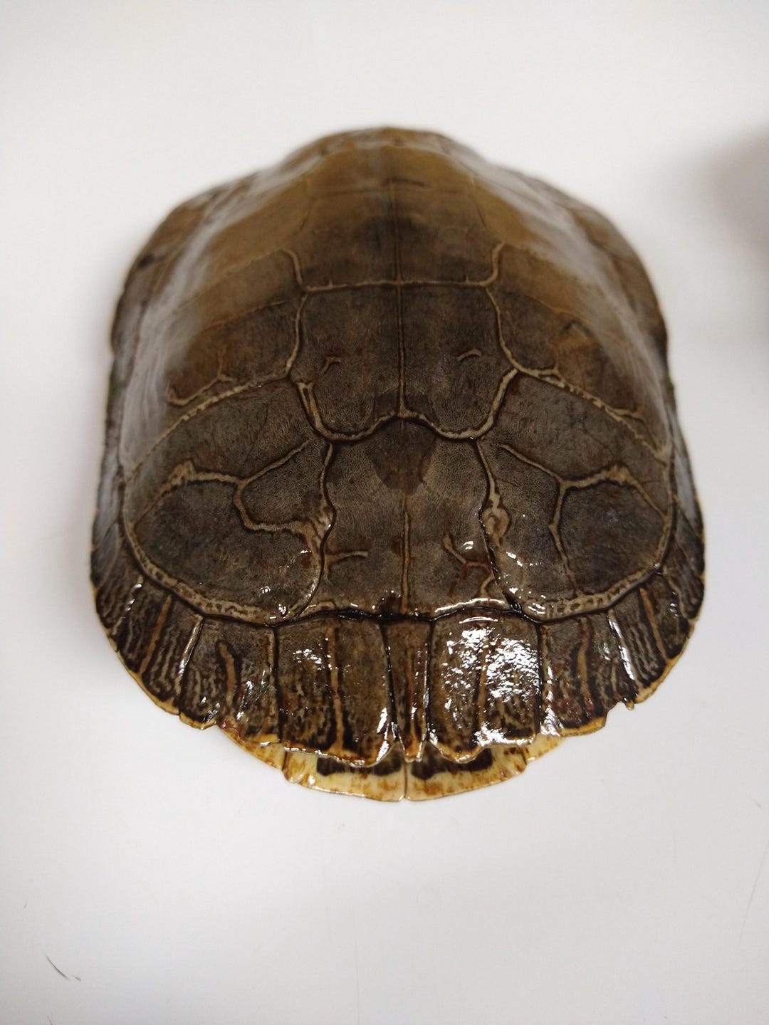 Pond Turtle Shells - Etsy