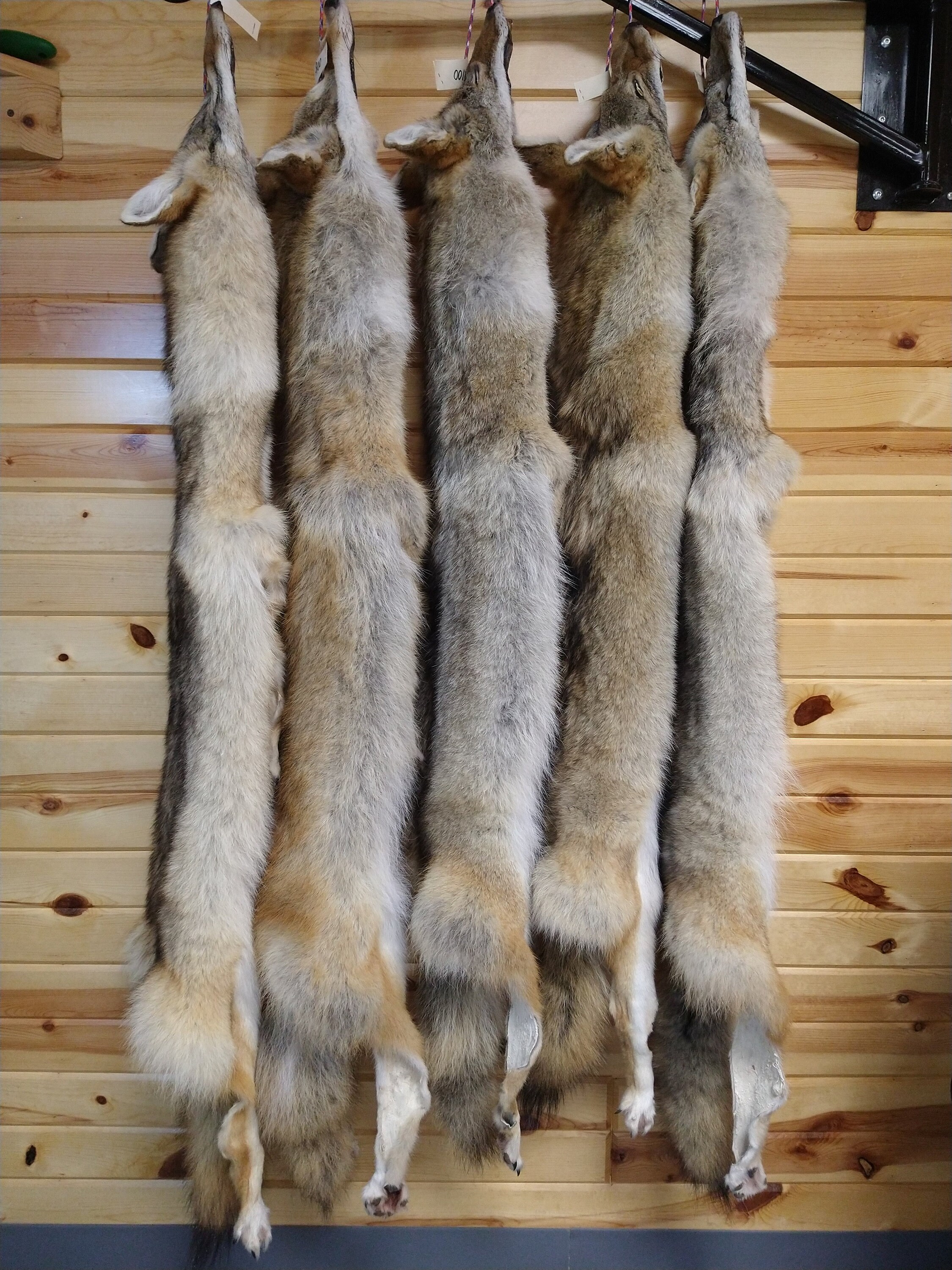 Coyote Pelts - Etsy
