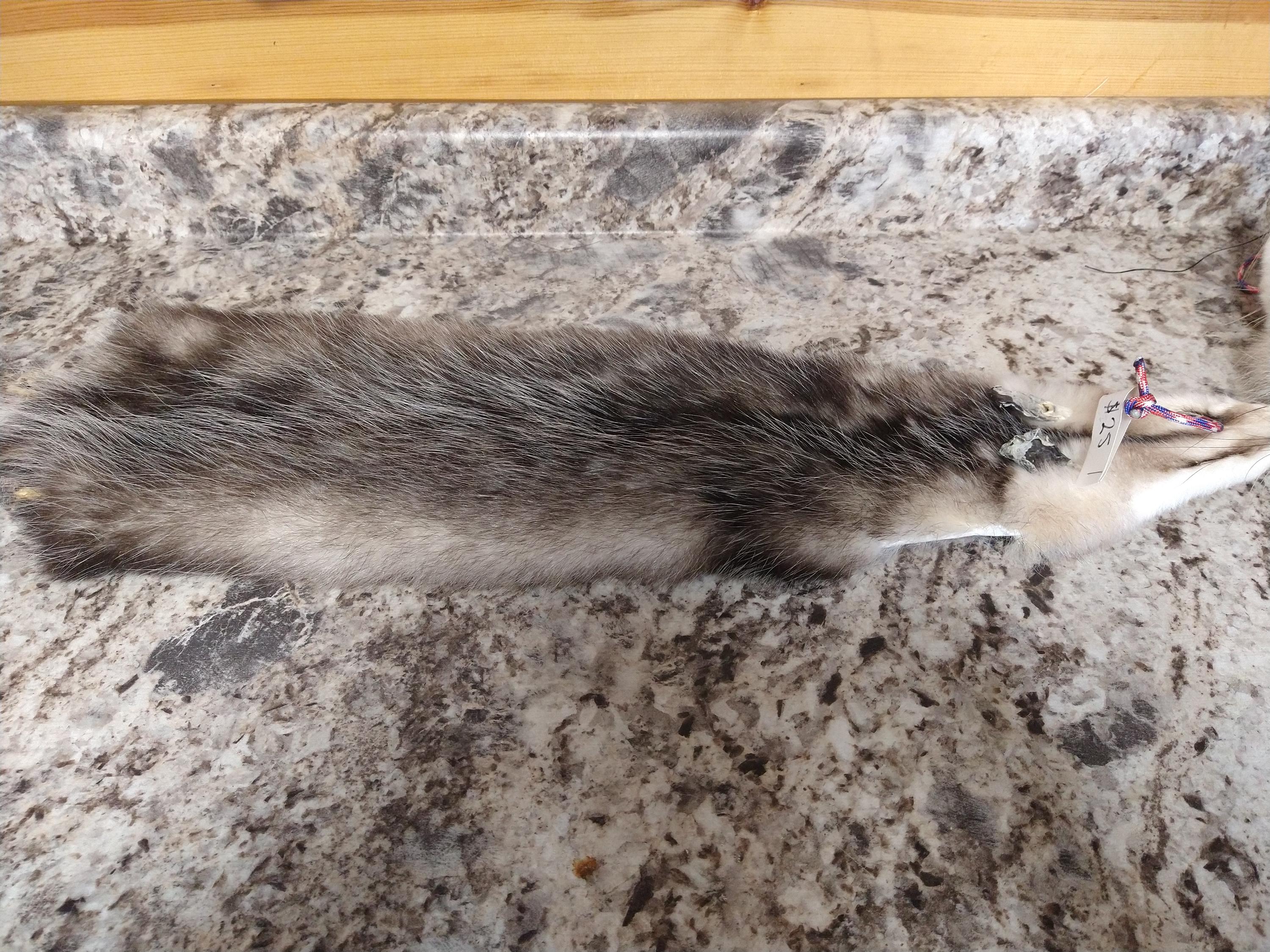 Opossum Fur Pelt, Craft or Wall Decor - Etsy