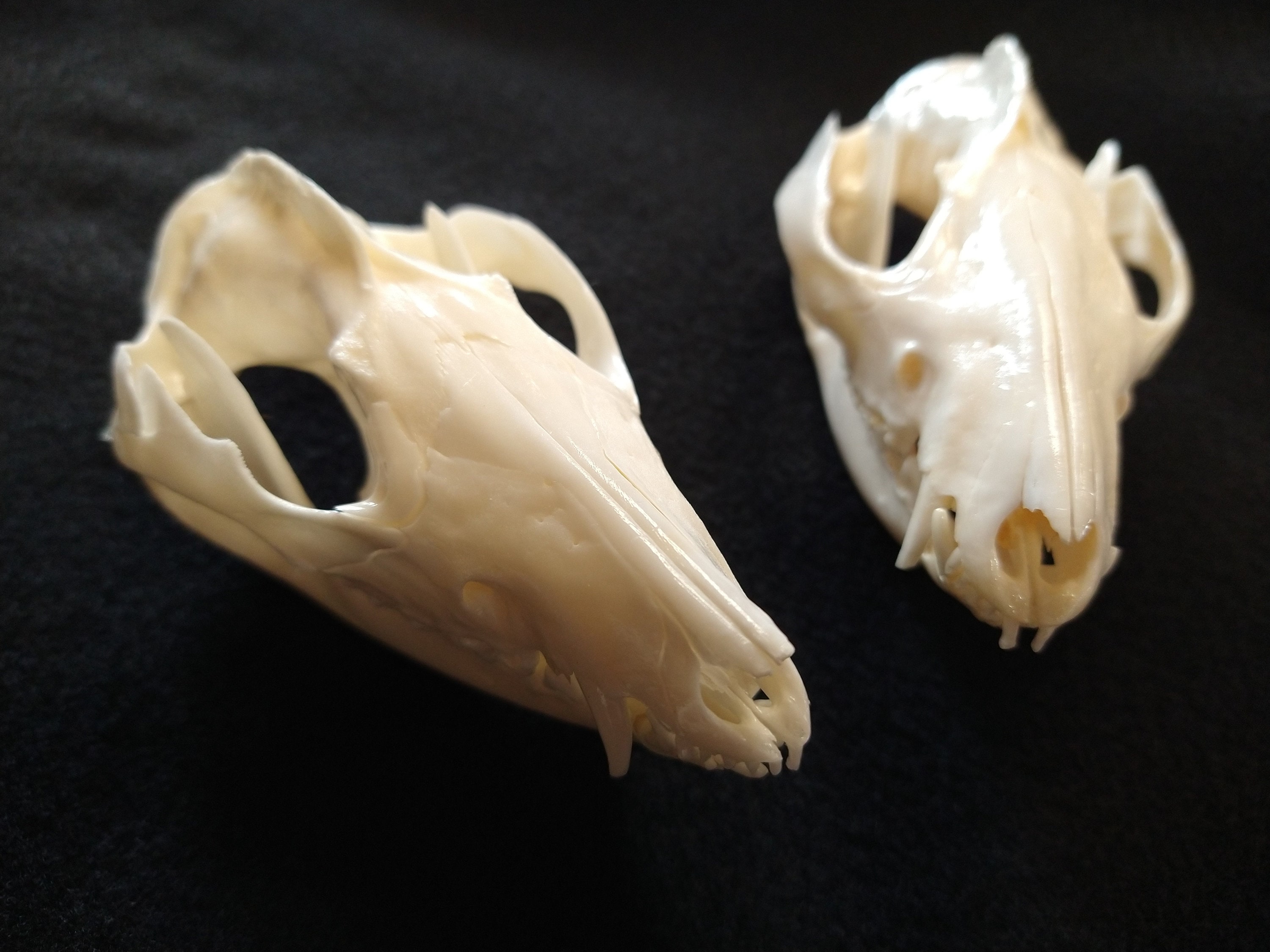 Small Mammal Skulls - Etsy