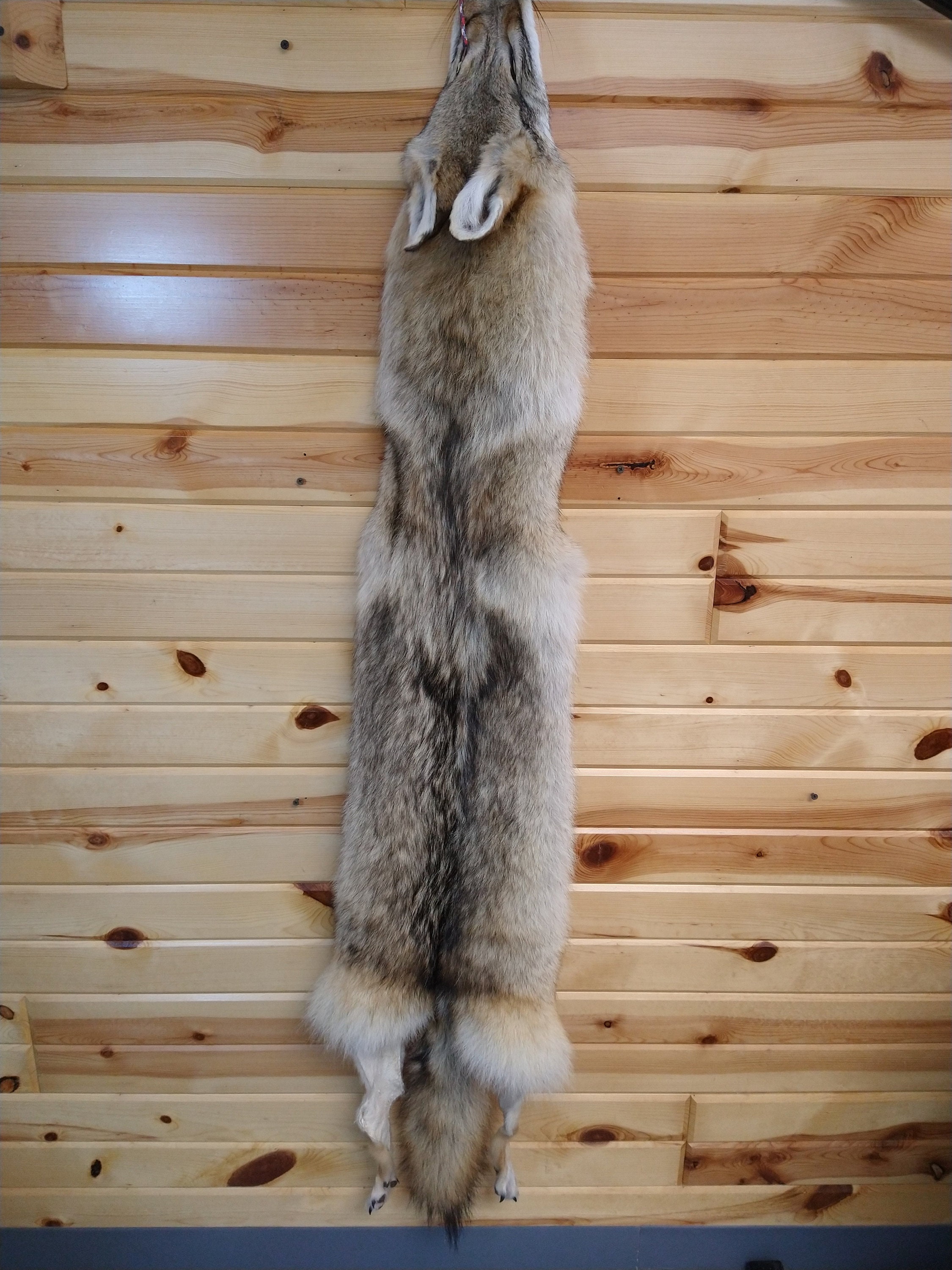 Coyote Pelts - Etsy