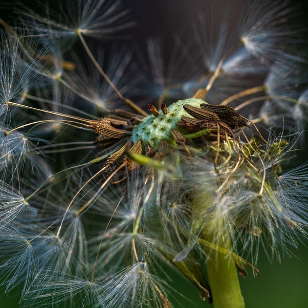 Seed Photography - Etsy