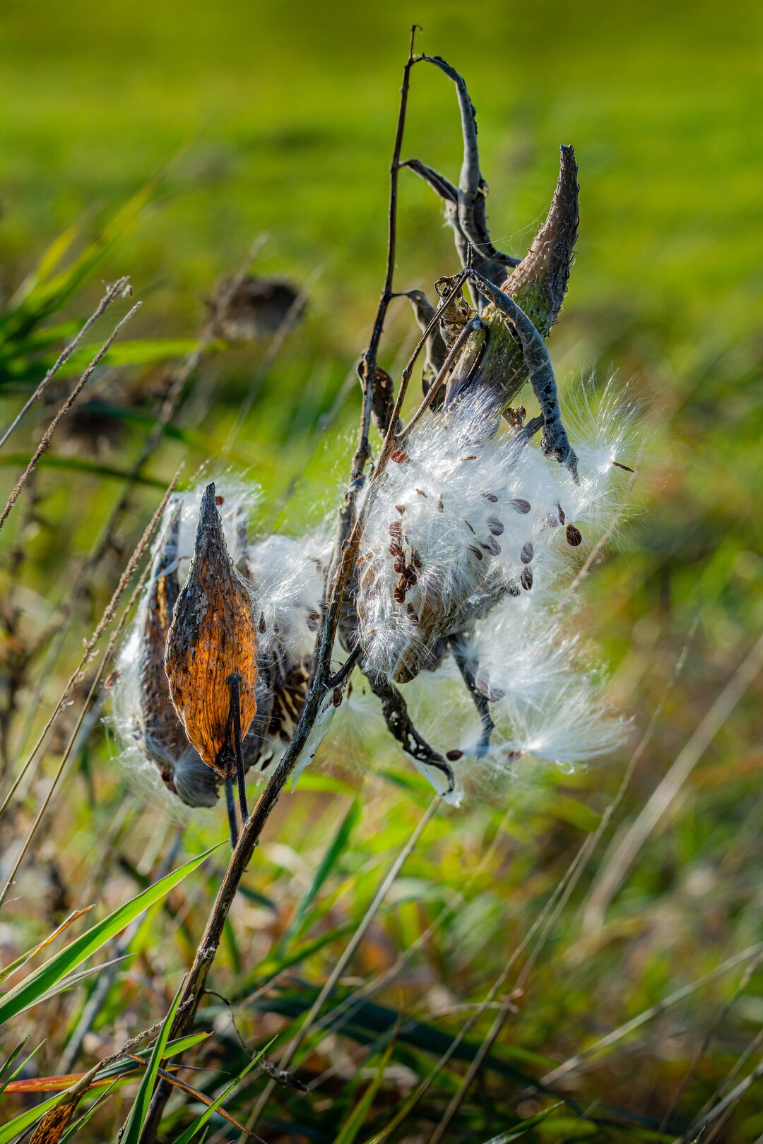 Milkweed in the Wind, Asclepias Photo, Landscape Wall Art, Milkweed ...