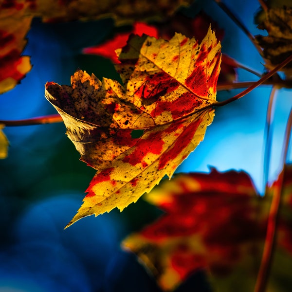 Large Maple Leaf Wall Art - Etsy