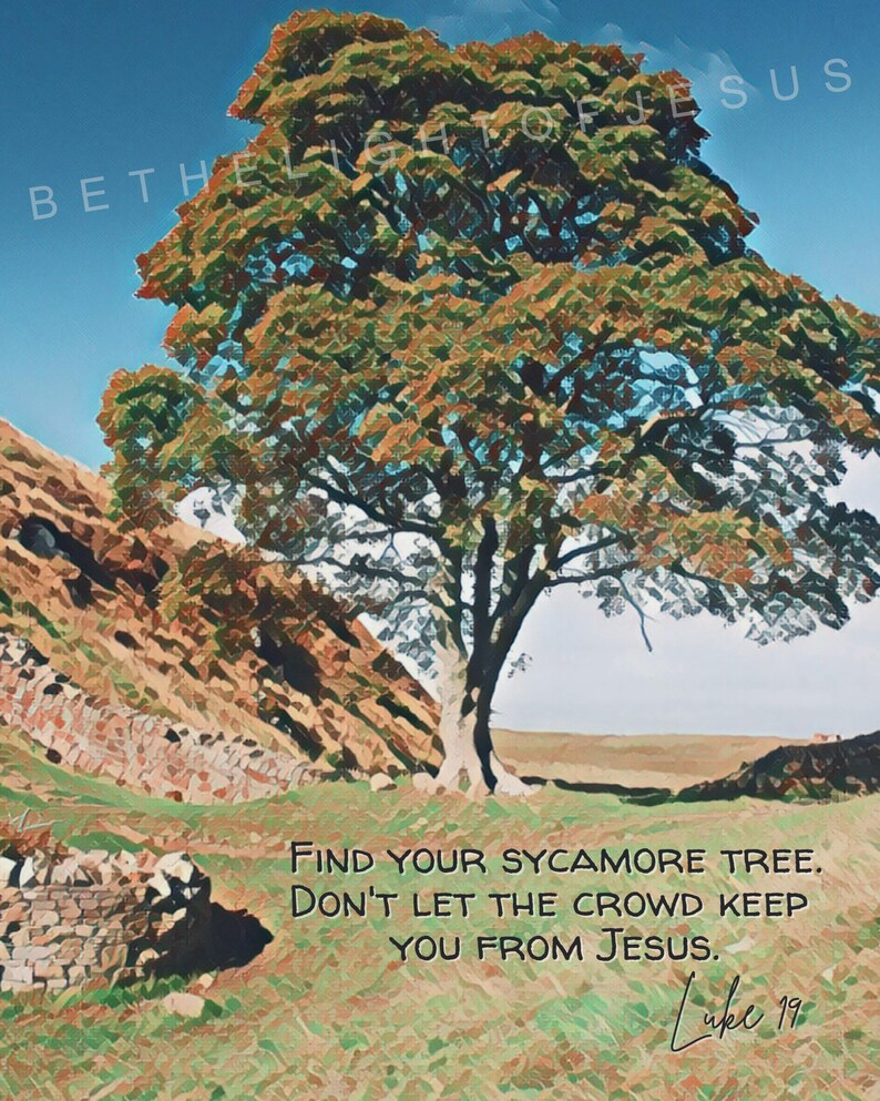 Find Your Sycamore Tree Christian Wall Art | One-of-a-kind Gift | Bible ...
