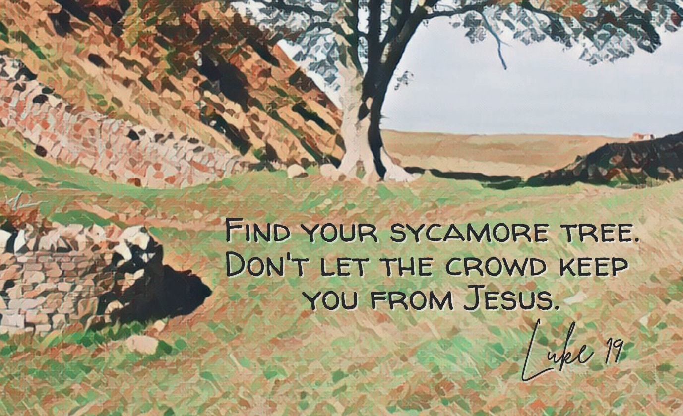 Find Your Sycamore Tree Christian Wall Art | One-of-a-kind Gift | Bible ...