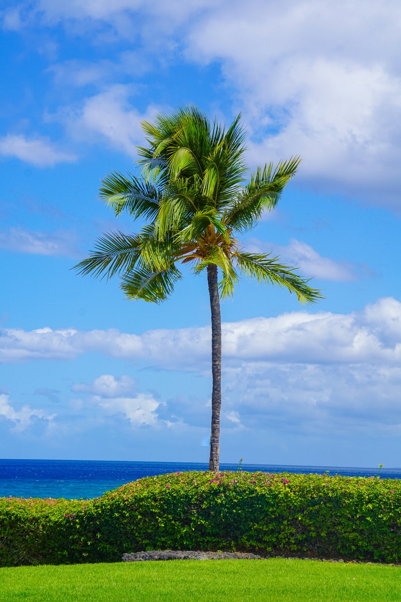 Palm Trees, Digital Download, Wall Art, Fine Art, Photography - Etsy