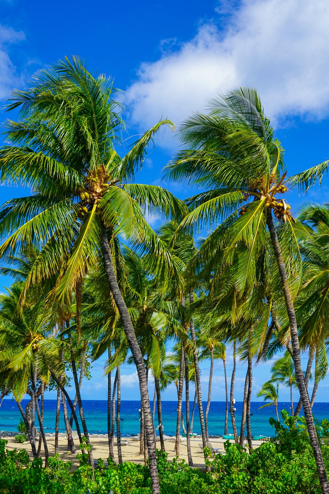 Palm Trees, Digital Download, Wall Art, Fine Art, Photography - Etsy