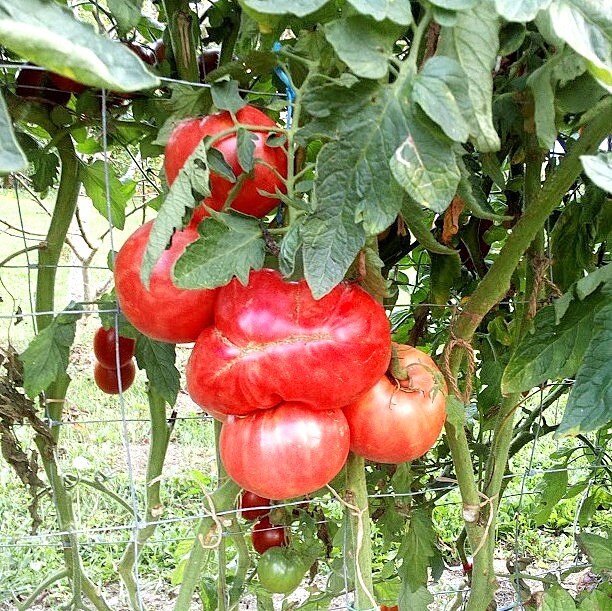 MEXICO, Heirloom Tomato Seeds - 10 Seeds - Etsy Canada