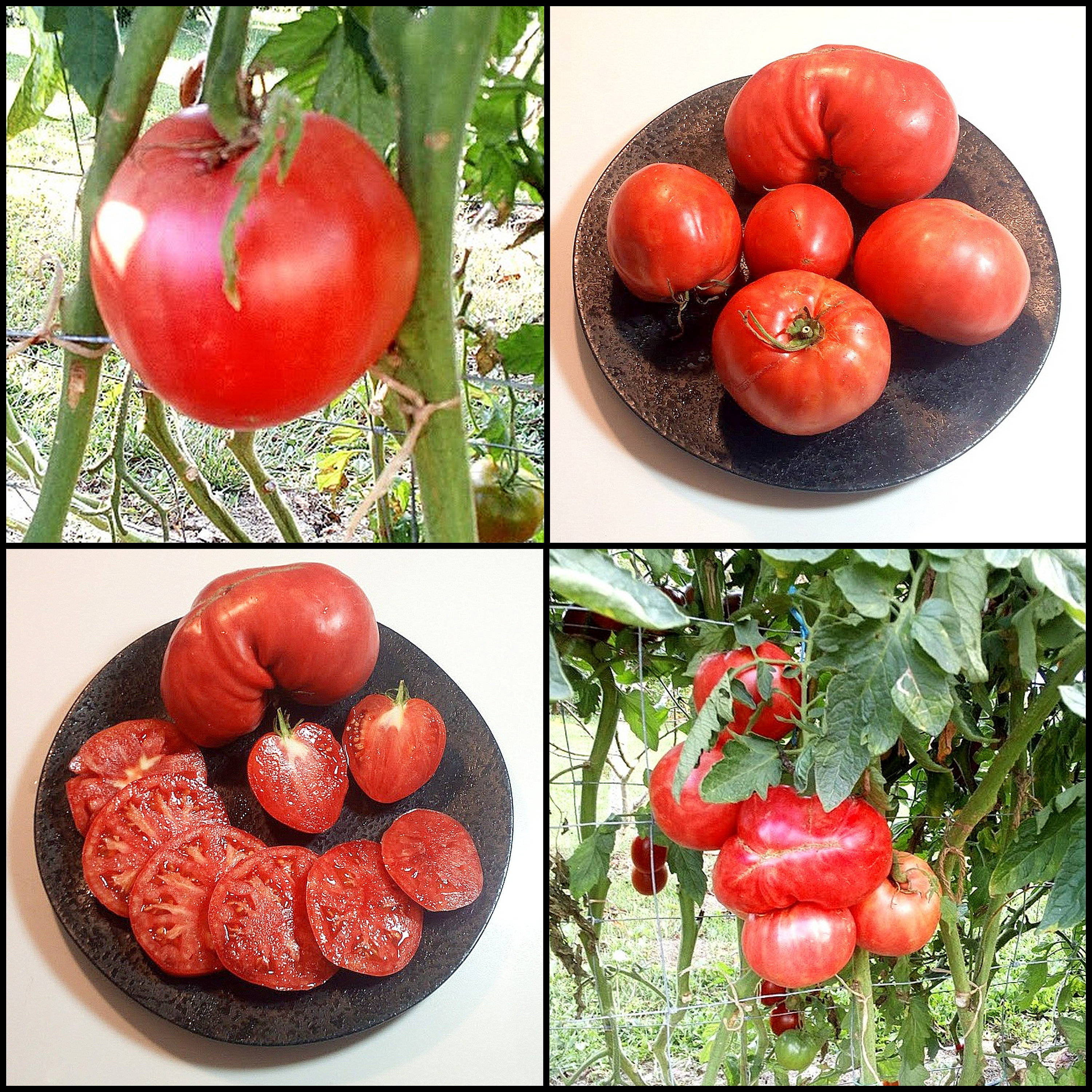 MEXICO, Heirloom Tomato Seeds - 10 Seeds - Etsy Canada