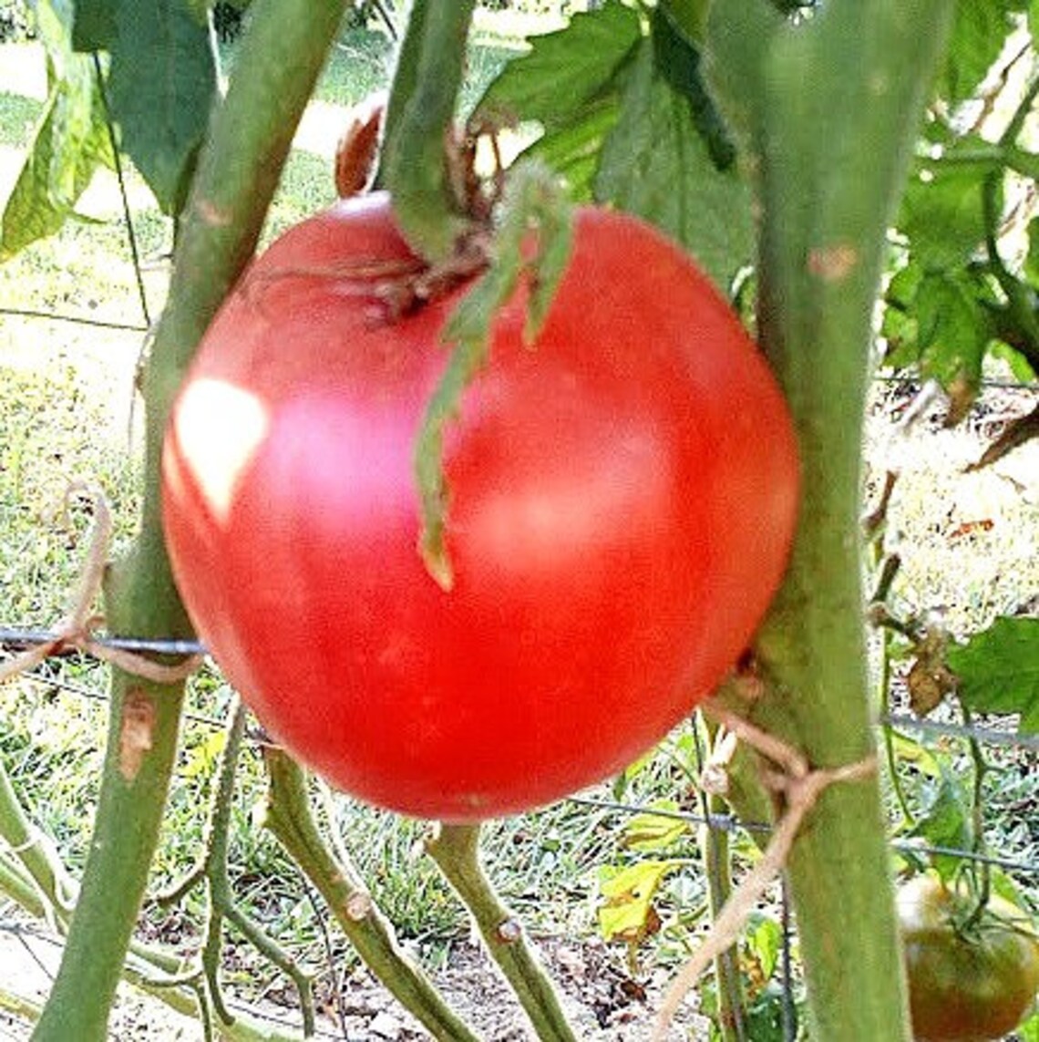 MEXICO, Heirloom Tomato Seeds - 10 Seeds - Etsy Canada