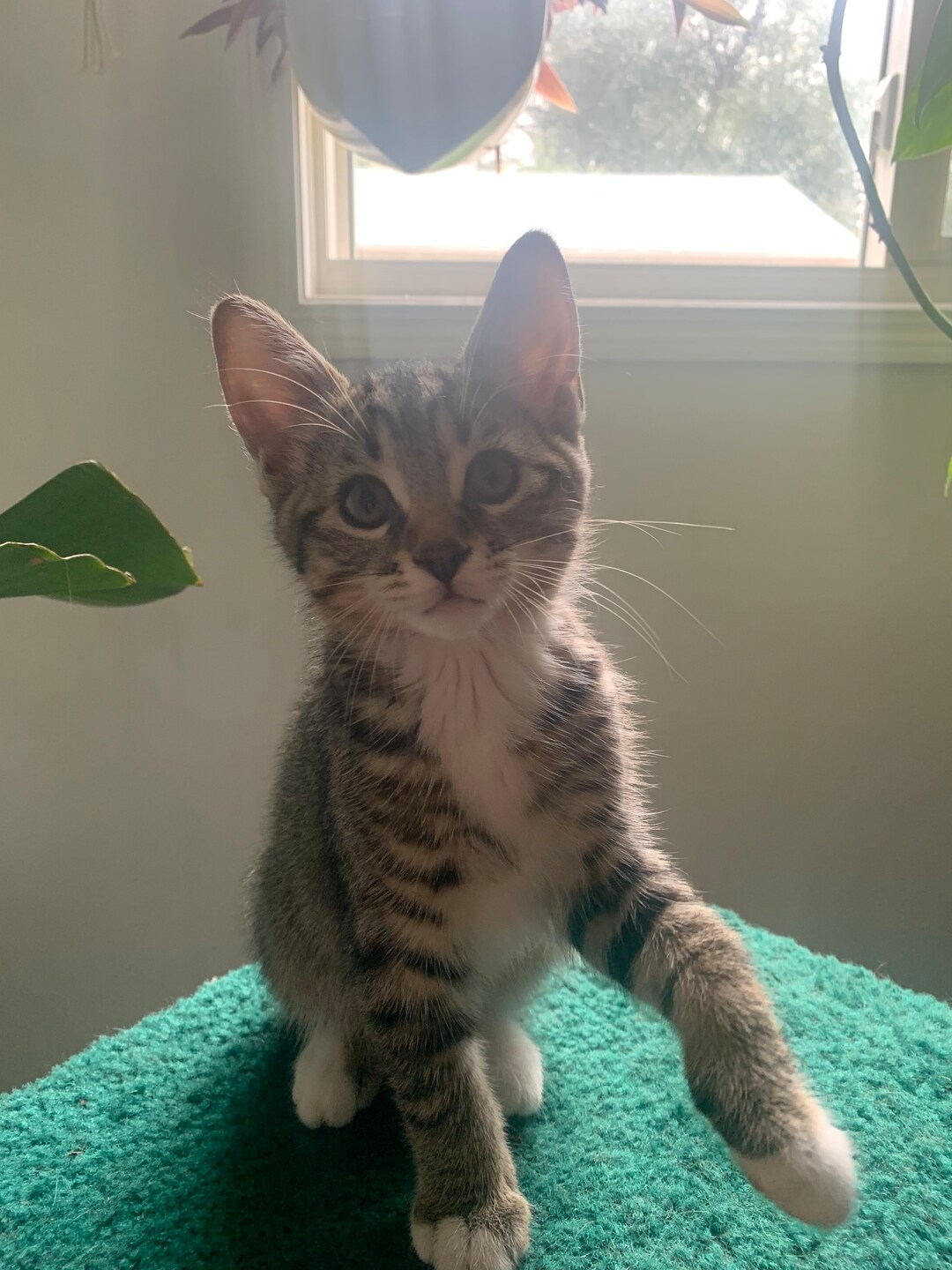 Printable Test 1 - Etsy