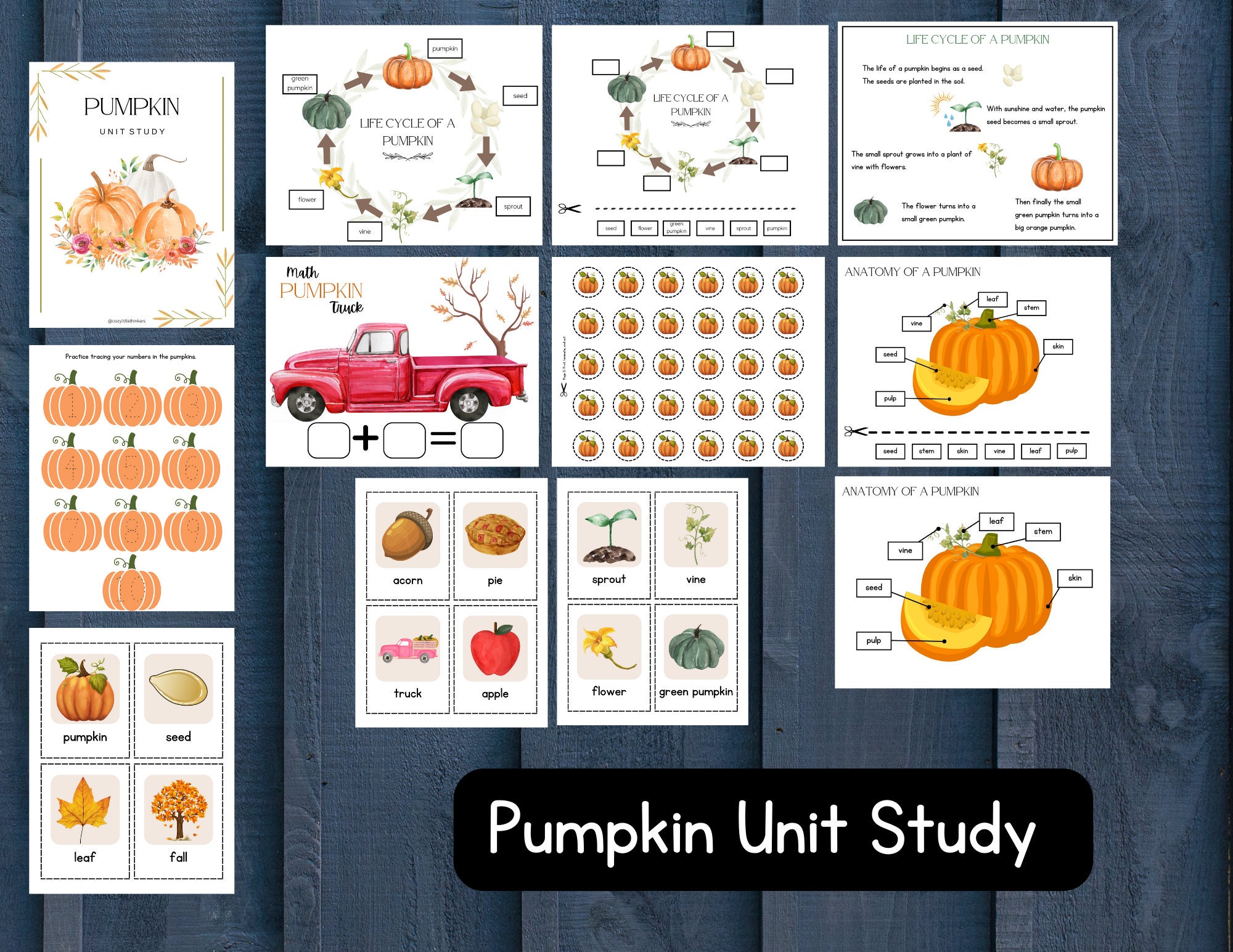 Pumpkin Unit Study|life Cycle of a Pumpkin|anatomy of a Pumpkin|math ...