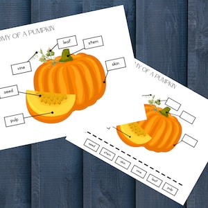 Pumpkin Unit Study|life Cycle of a Pumpkin|anatomy of a Pumpkin|math ...