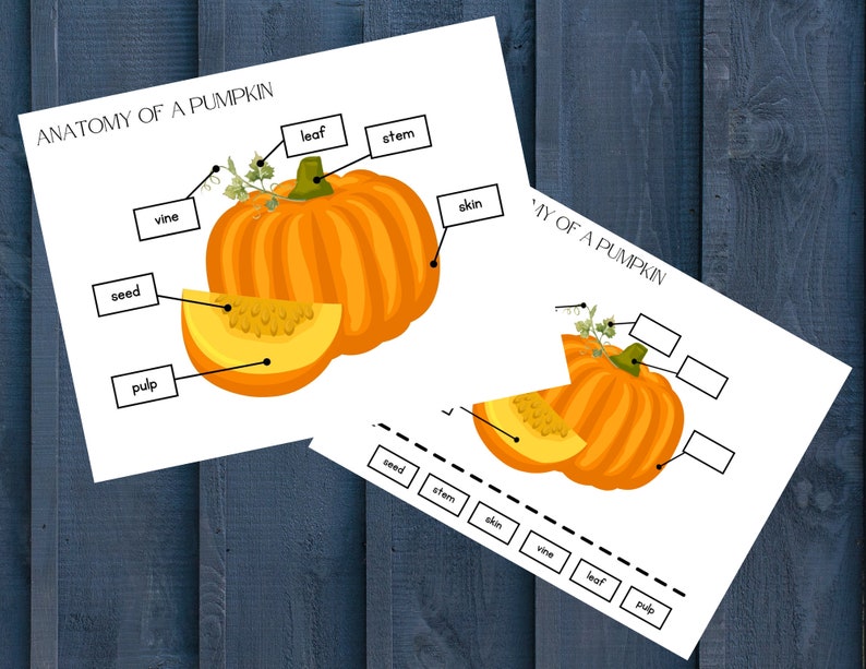 Pumpkin Unit Study|life Cycle of a Pumpkin|anatomy of a Pumpkin|math ...