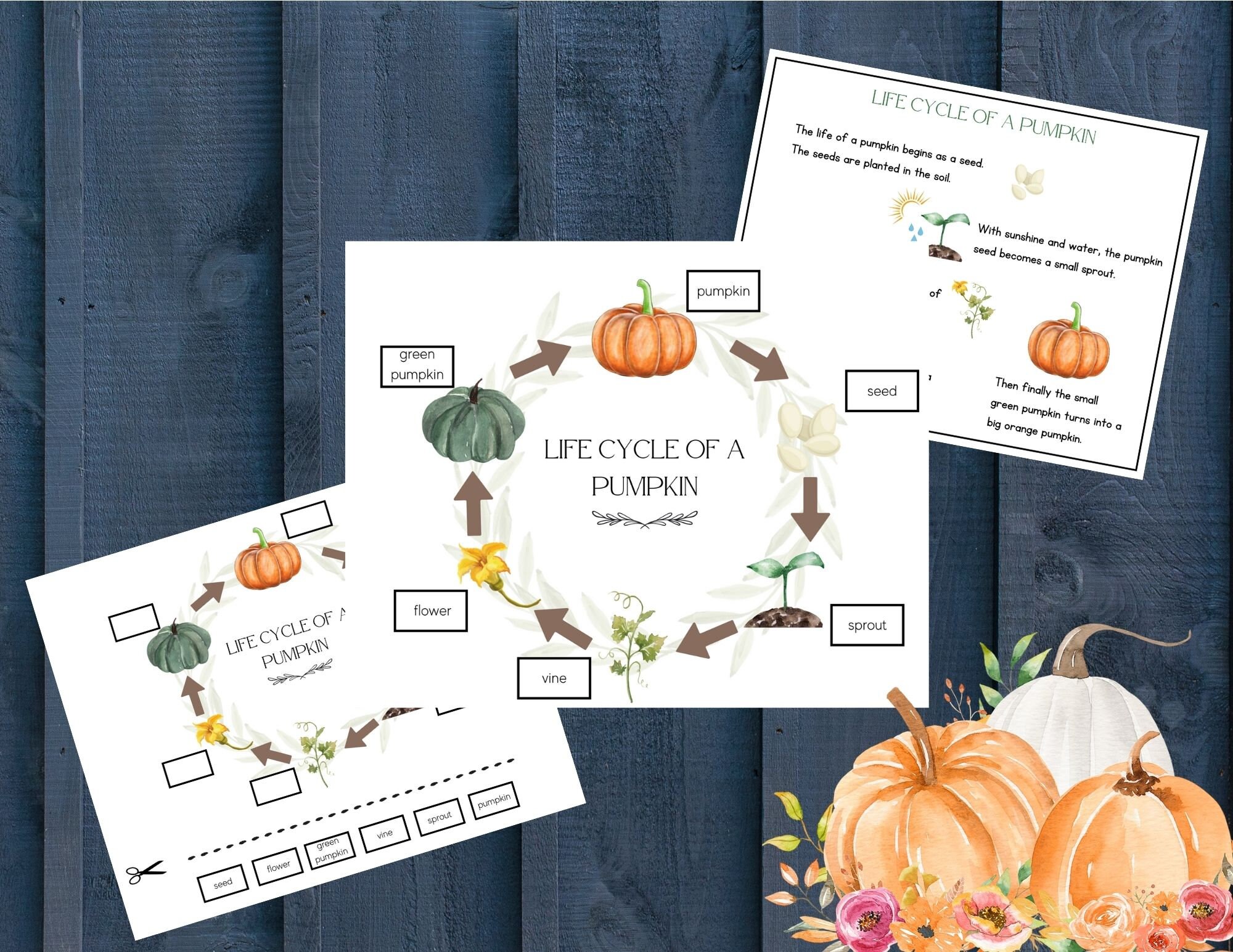 Pumpkin Unit Study|life Cycle of a Pumpkin|anatomy of a Pumpkin|math ...