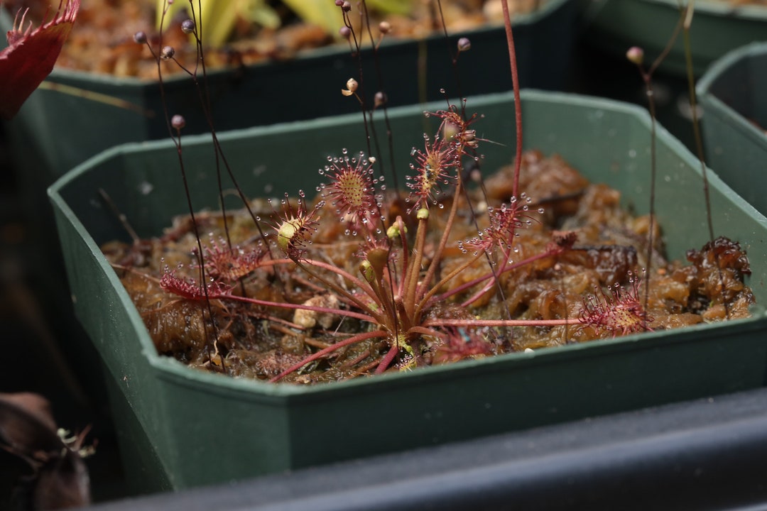 Drosera Intermedia Sundew - Etsy