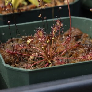 Drosera Intermedia Sundew - Etsy