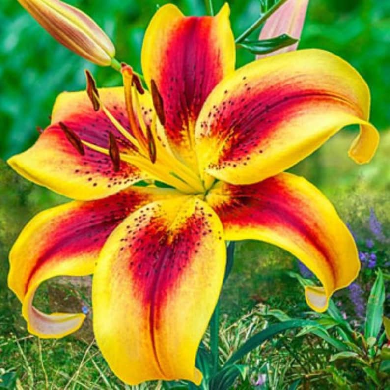 50 Heirloom Lily Seeds Fragrant Flower Plant (much Less Money Than ...