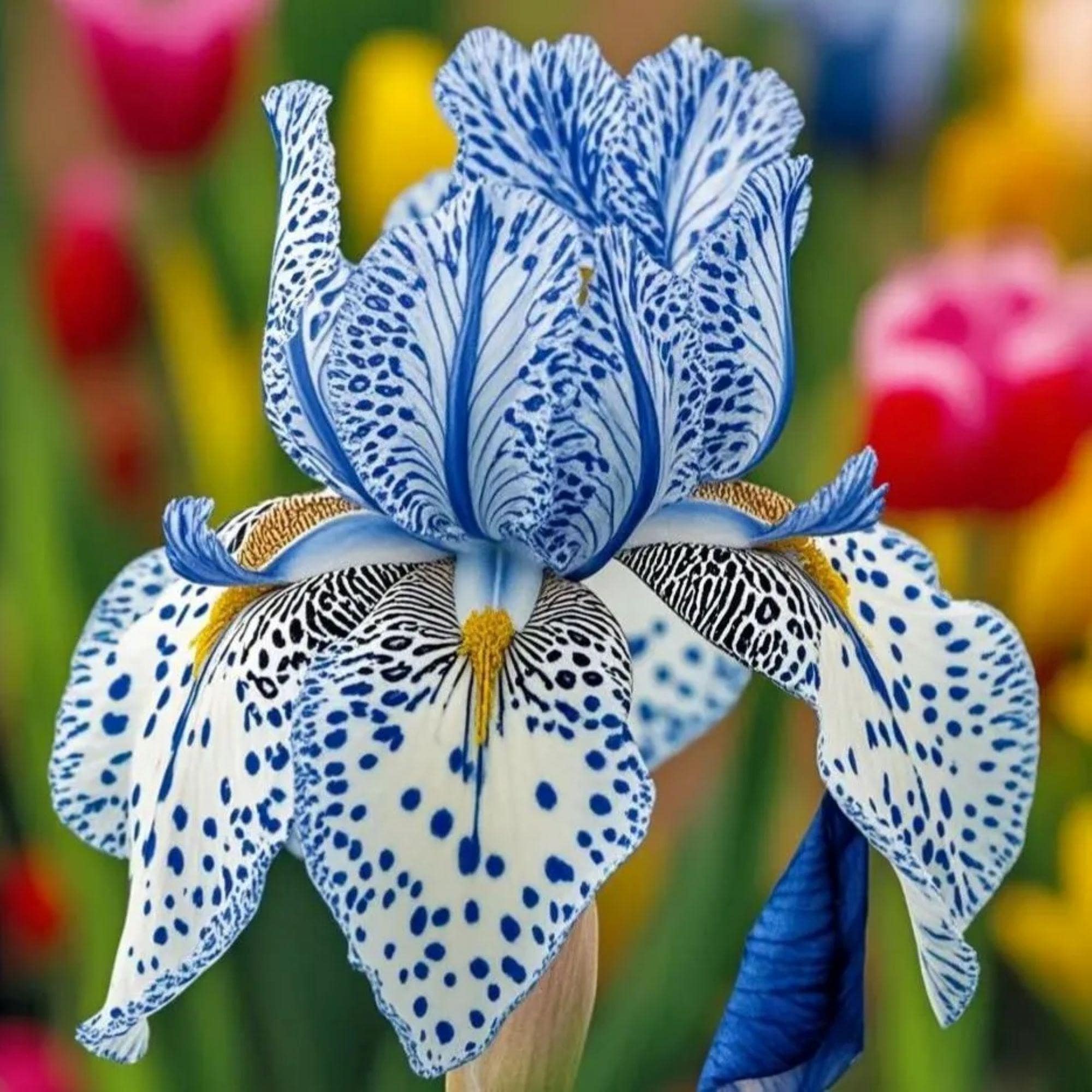 50 Stardust Snow Iris Seeds Flower Plant (much Less Money Than Bulbs ...
